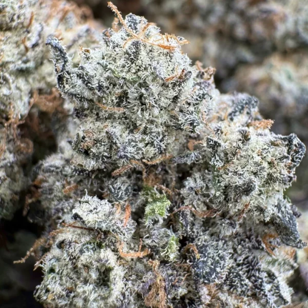 Brazilian Butt Lift *BULK* | The Herb Centre